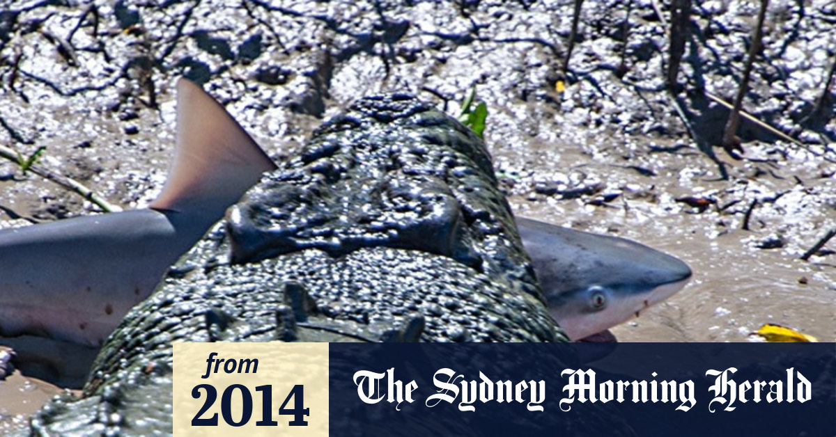 Video: Crocodile battles shark in Kakadu river